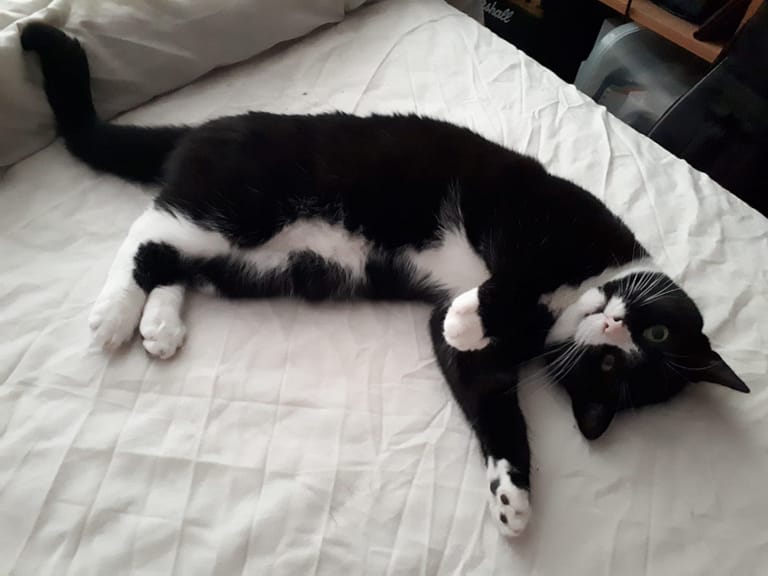 Cat sitter London, London Cat Sitter | Paws Galore Pet Sitters